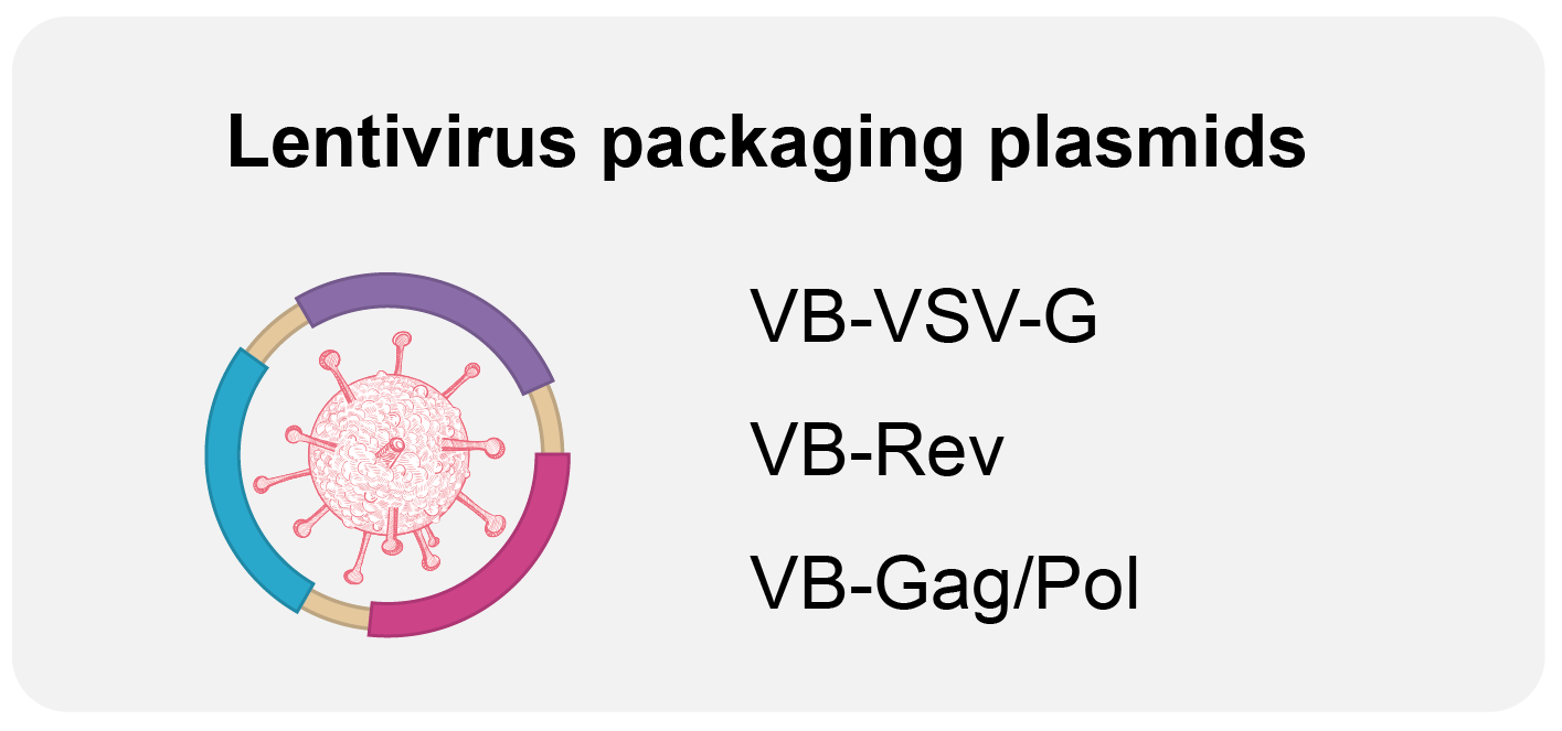 Virus Packaging Plasmid Manufacturing | VectorBuilder